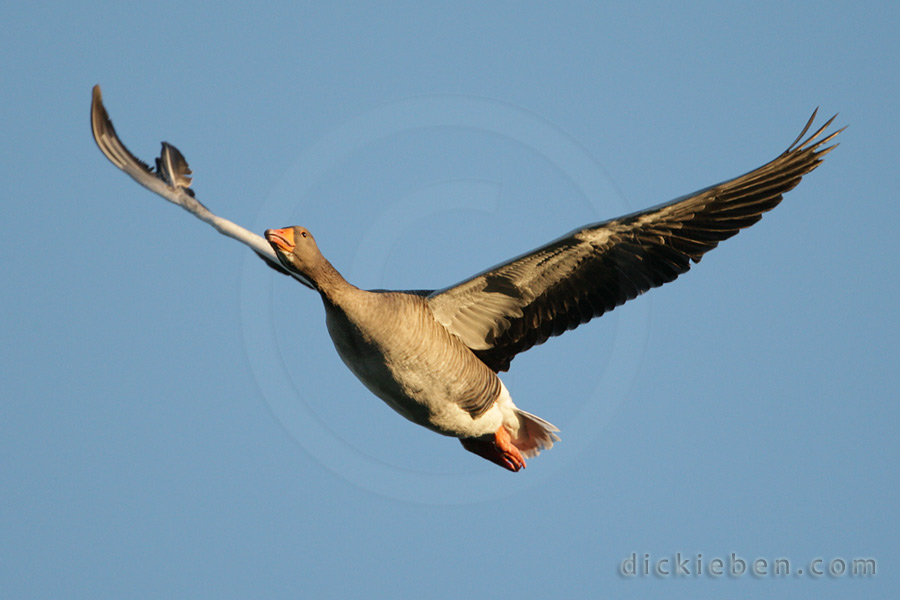 Martin Mere - Wildlife Sightings - Pictures